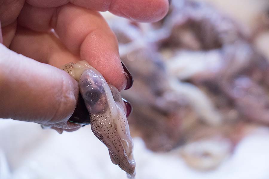 Squid Tutorial – the chef mimi blog